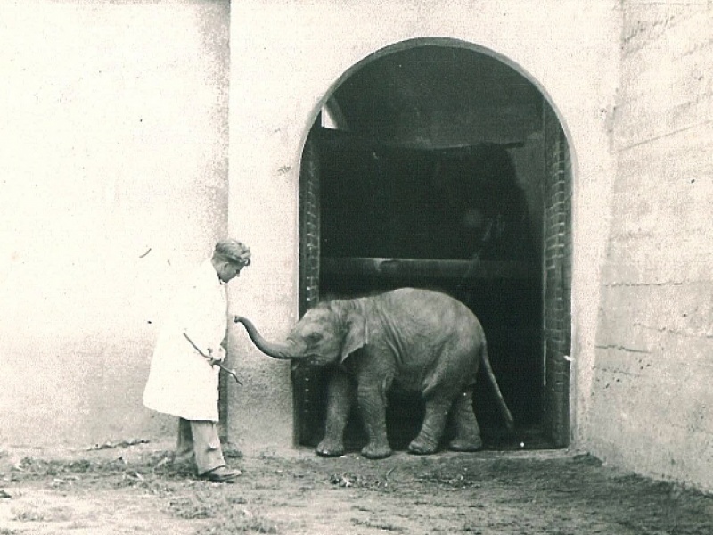 The Zoo that saved Jews-The story of Jan and Antonina Żabiński ...