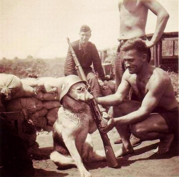 Dogs of War-Man’s best friend on duty in WWII – History of Sorts