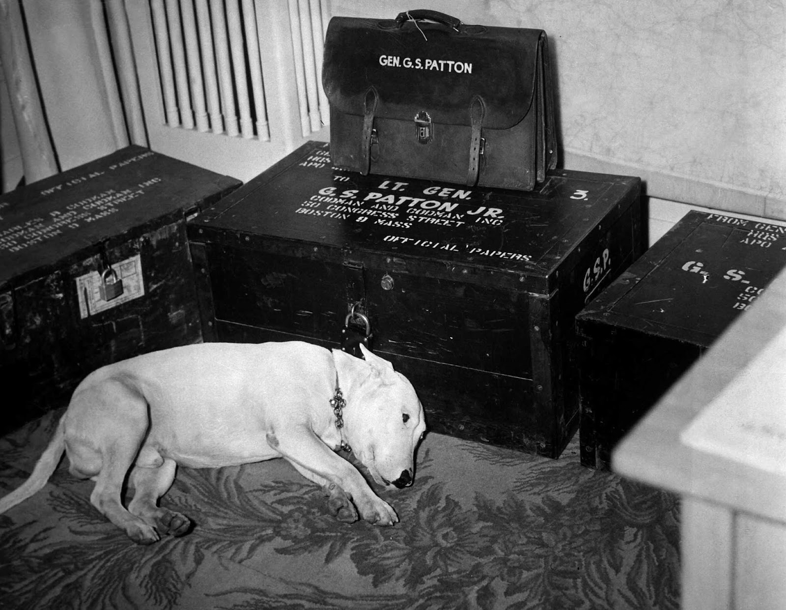 Dogs of War-Man’s best friend on duty in WWII – History of Sorts