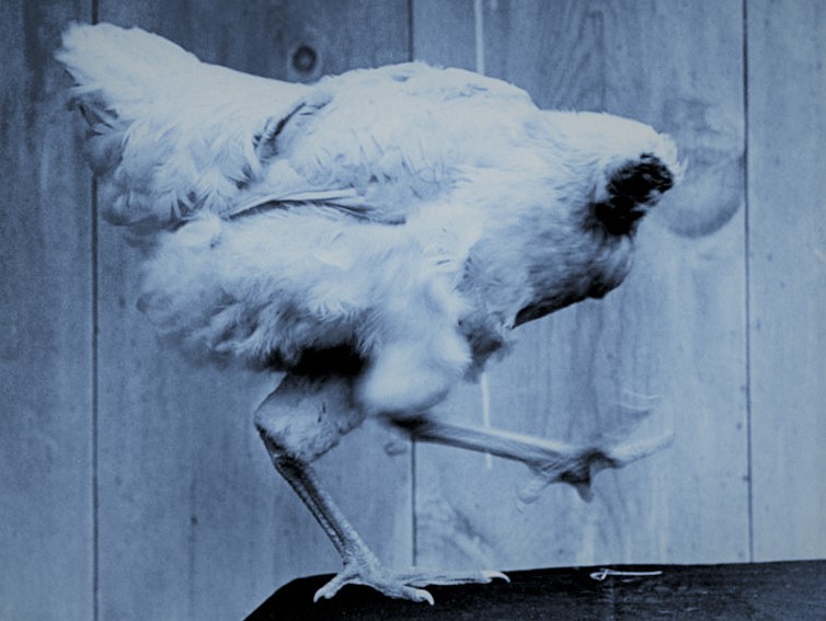 Running around like a headless chicken. – History of Sorts