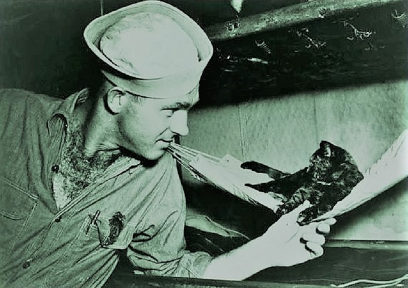 Cats of World War II – History of Sorts