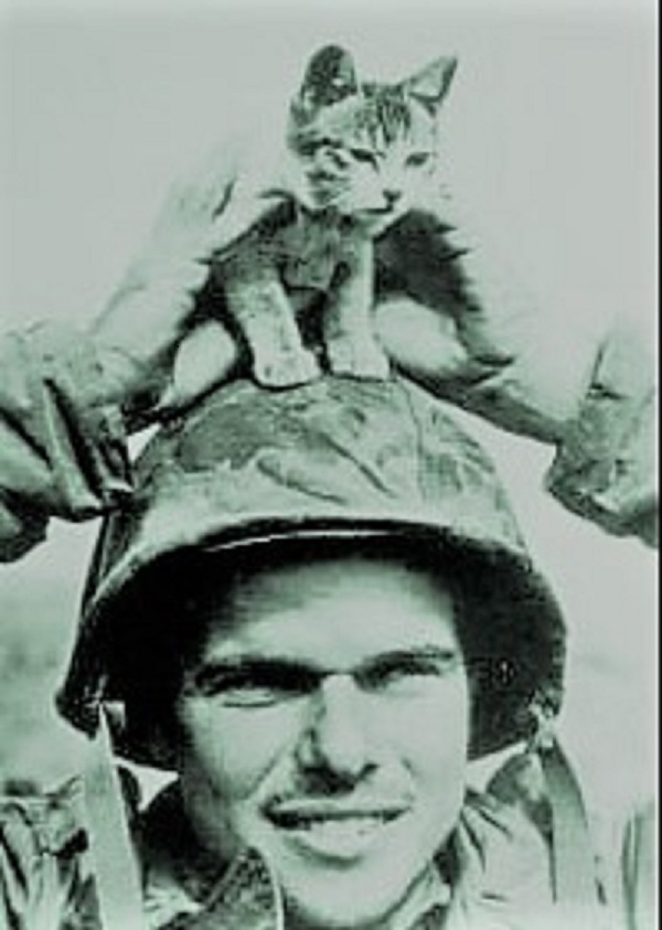 Cats of World War II – History of Sorts