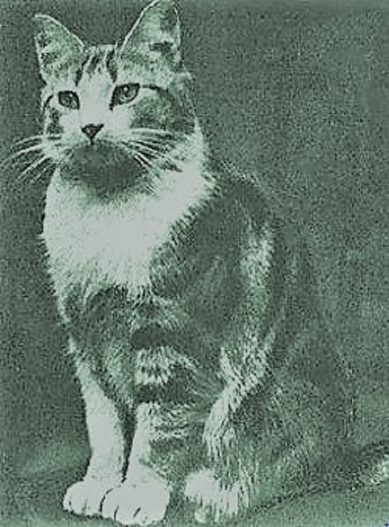 Cats of World War II – History of Sorts