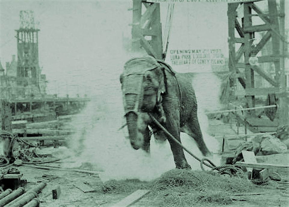 The electrocution of Topsy the Elephant – History of Sorts