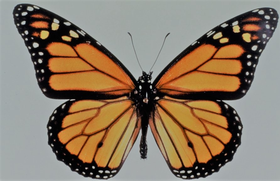 A Butterfly in Hell – History of Sorts