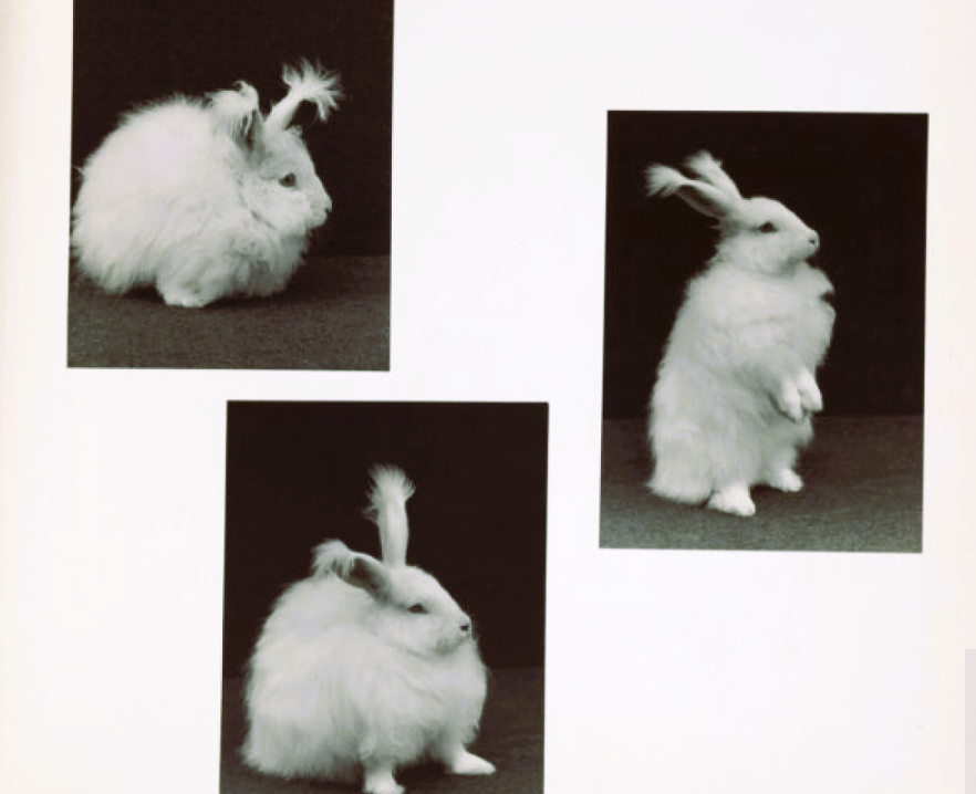 Project Angora—Rabbits in Concentration Camps – History of Sorts