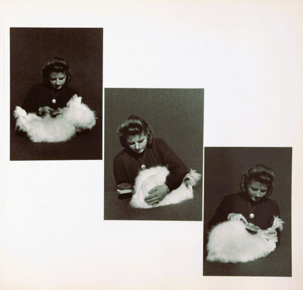 Project Angora—Rabbits in Concentration Camps – History of Sorts