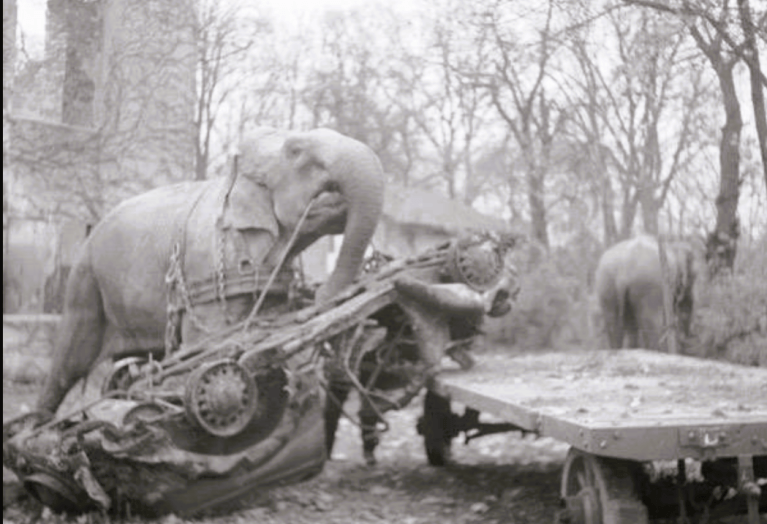 The Use of Animals During World War II: A Vital Contribution to the War ...
